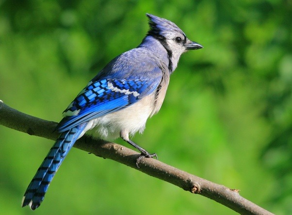 Blue Jays and Cats – short stories